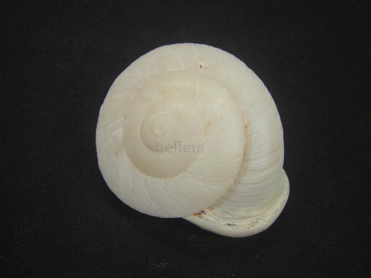 オオシワクチマイマイ(Polydontes imperator) 老成 美品 - Kaiショップ
