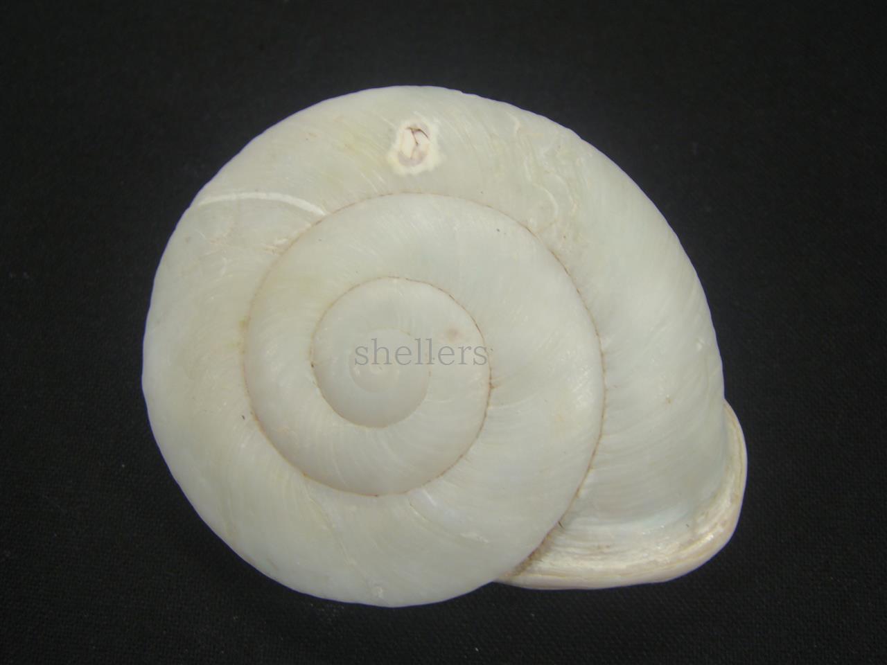 オオシワクチマイマイ(Polydontes imperator) 老成 大 - Kaiショップ